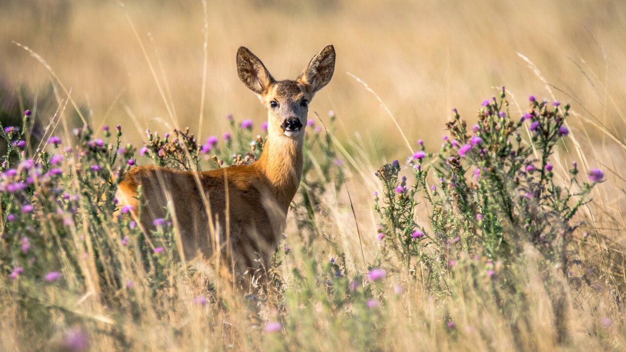 Landkreis Göppingen - Schutz von Wildtieren: Appell der Ortspolizeibehörde