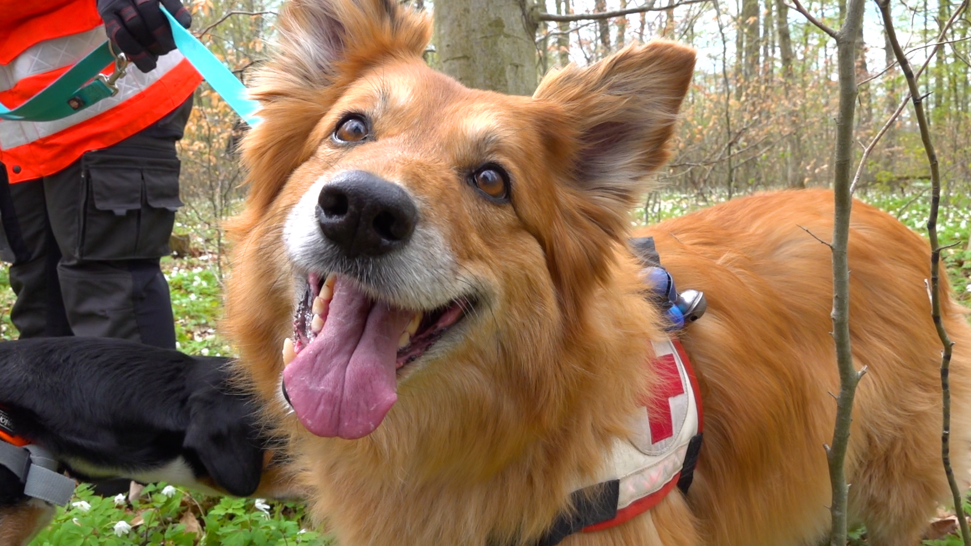 DRK Rettungshundestaffel: Wenn Hund und Mensch Personen retten